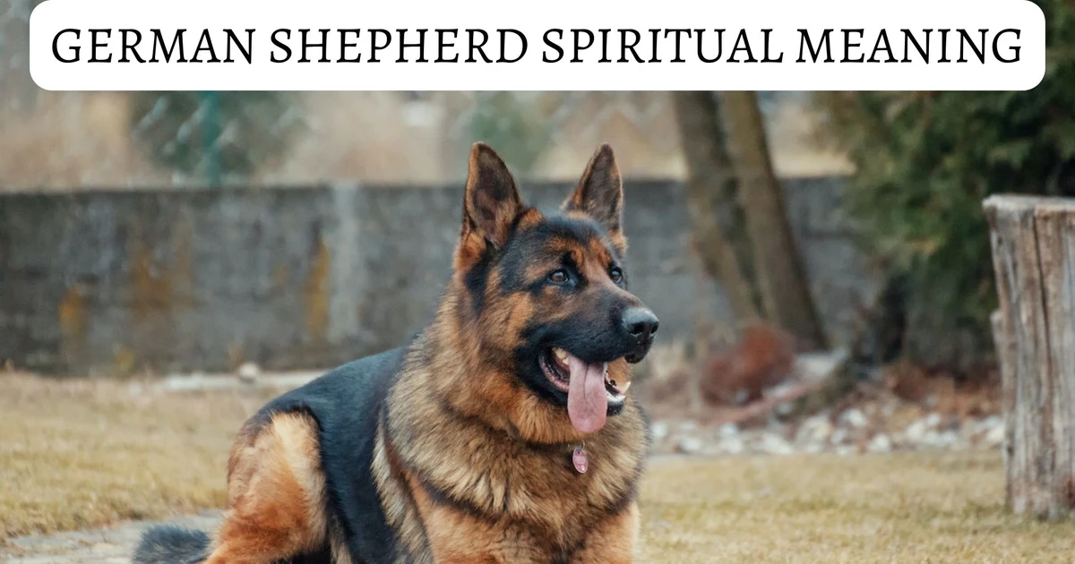 German Shepherd Spiritual Meaning - A Symbol Of Being Protective