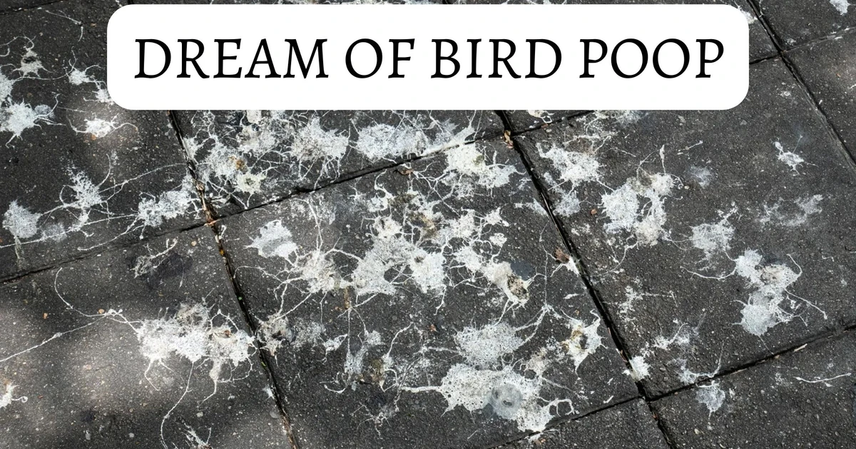 Dream Of Bird Poop - A Sign Of Groundless Suspicions