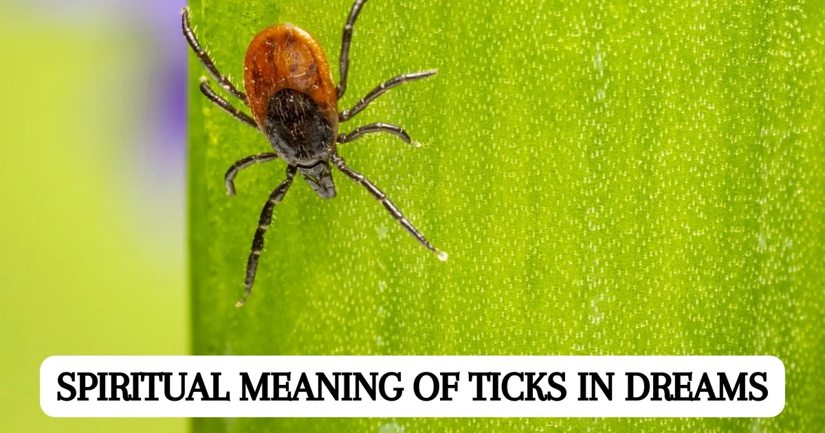 Spiritual Meaning Of Ticks In Dreams - A Sign Of Greed