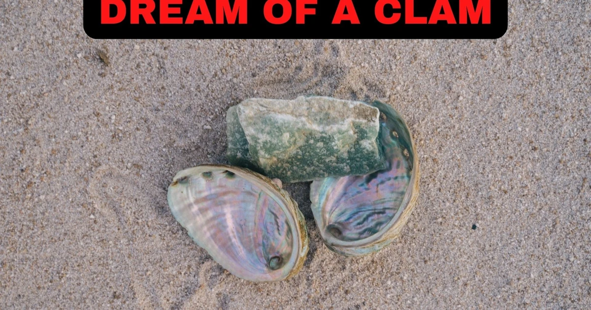 Dream Of A Clam - Symbolize That You Are Feeling Secretive And Closed Off