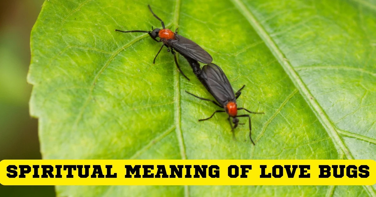 Spiritual Meaning Of Love Bugs - Embraces Sensuality, Keenness, And Respect