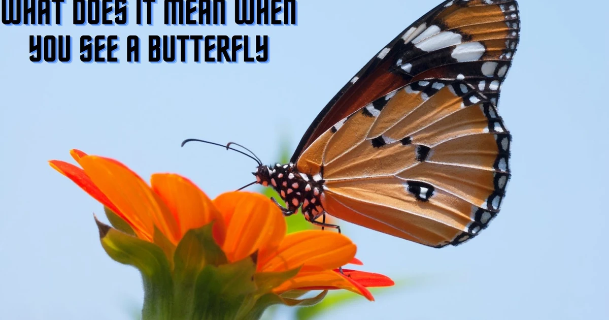 What Does It Mean When You See A Butterfly In Dream?