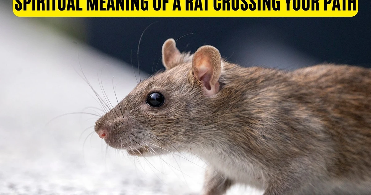 Spiritual Meaning Of A Rat Crossing Your Path