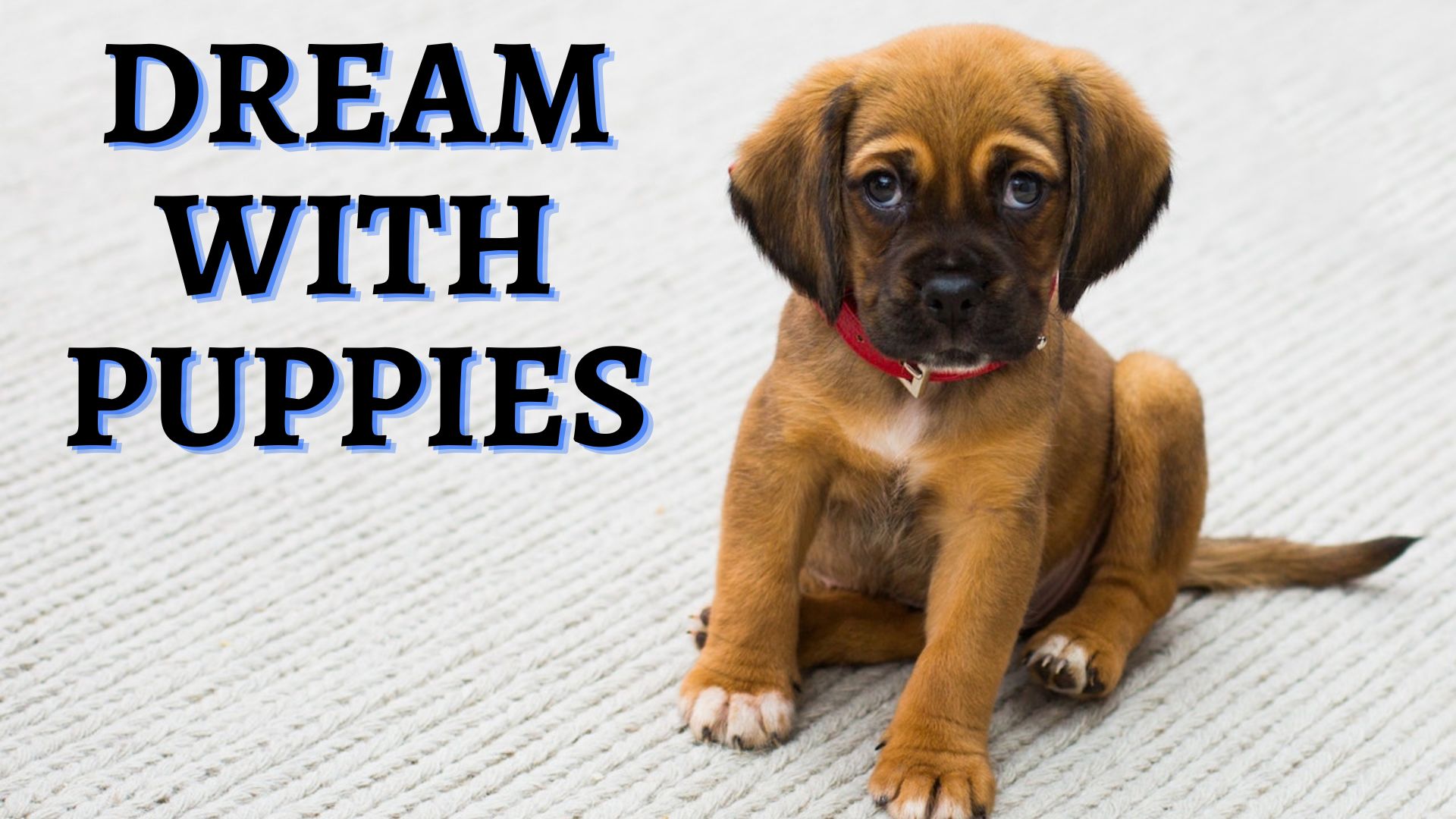 Dream With Puppies - Symbolizes Your Love For Someone
