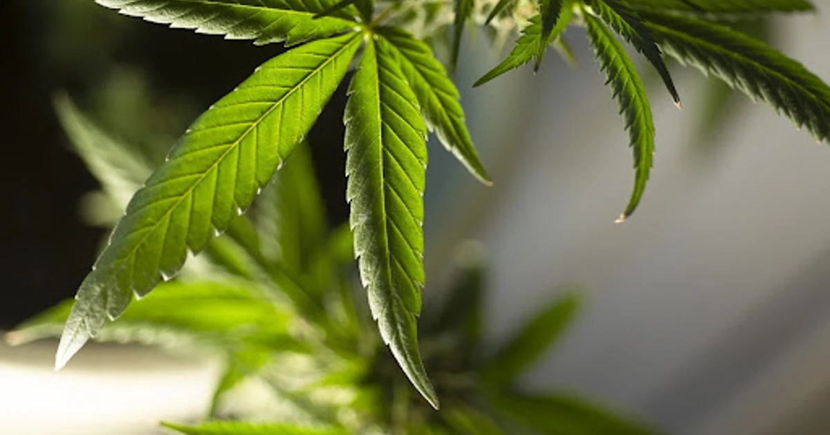 The History Of Cannabis - From Ancient Times To The New World