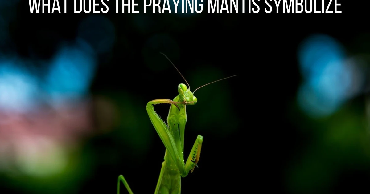What Does The Praying Mantis Symbolize? Good Omen
