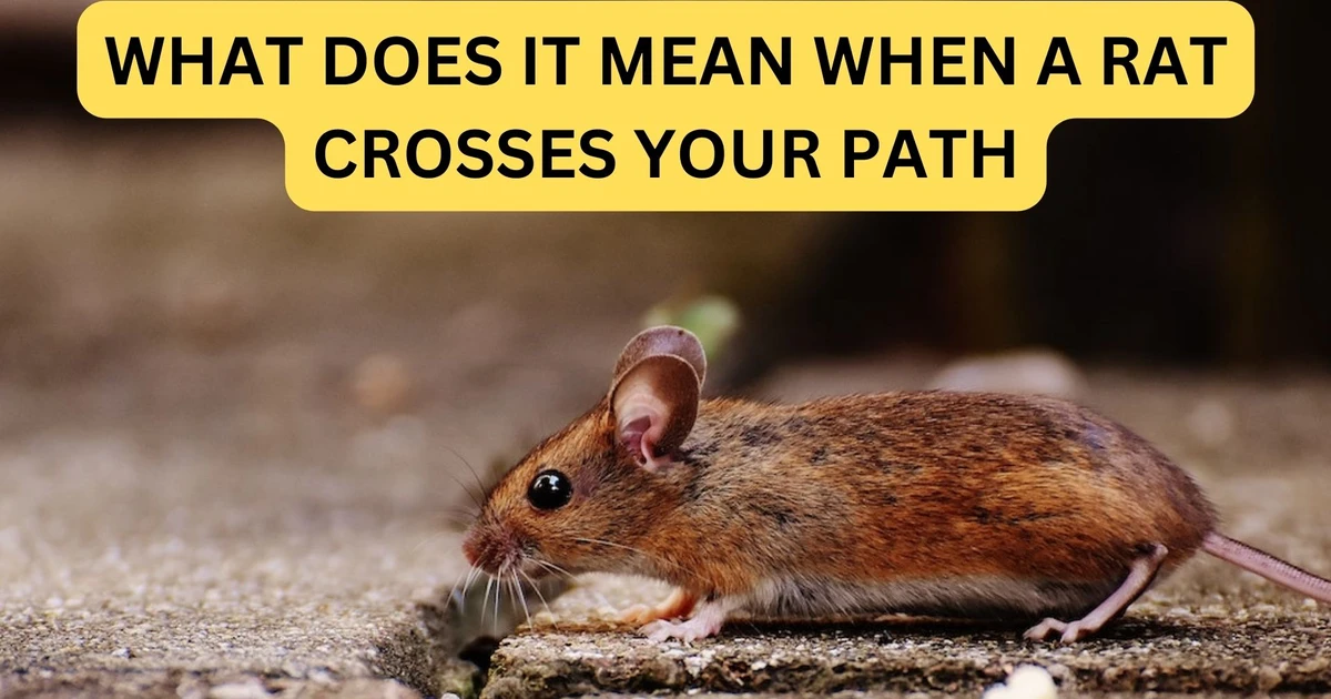 What Does It Mean When A Rat Crosses Your Path?