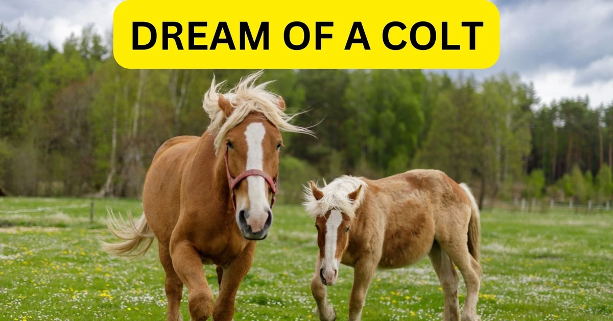 Dream Of A Colt - Tidal Forces And New Ventures