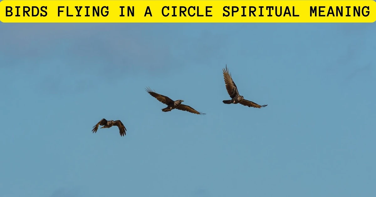 Birds Flying In A Circle Spiritual Meaning And Interpretation