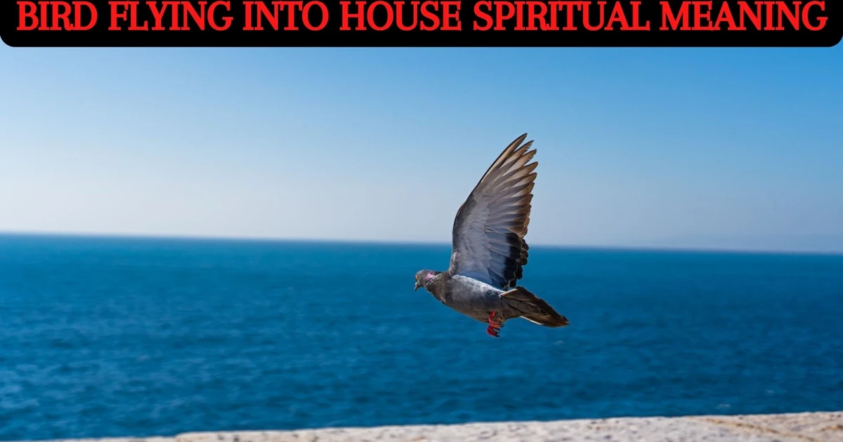 Bird Flying Into House Spiritual Meaning - Massive Change