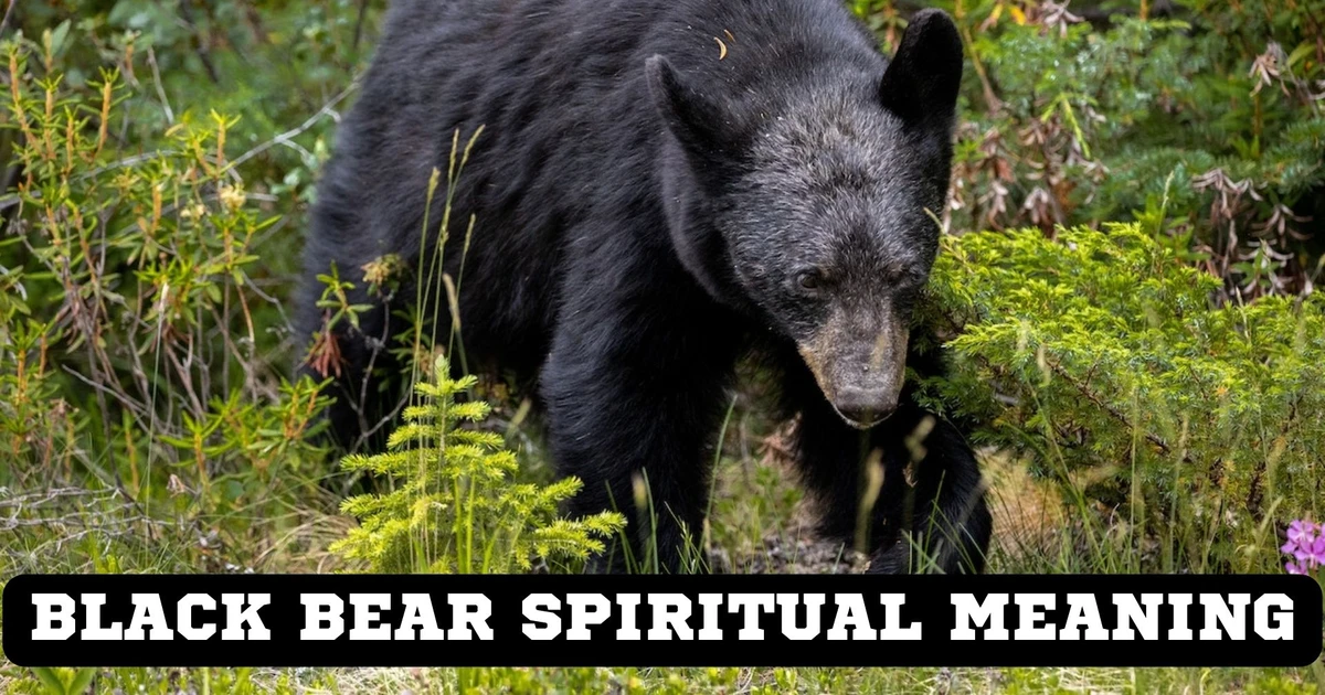 Black Bear Spiritual Meaning - A Symbol Of Patience