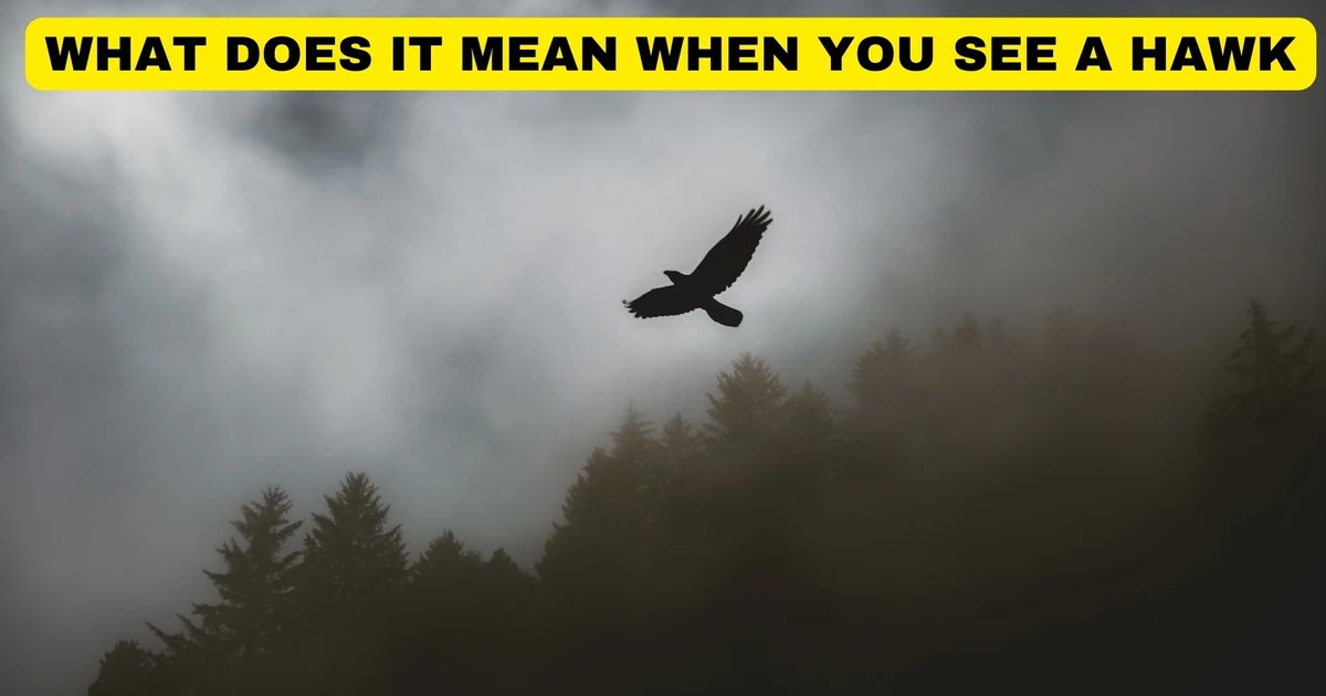 What Does It Mean When You See A Hawk Spiritual & Symbolic Significance?