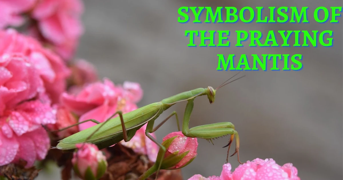 Symbolism Of The Praying Mantis - A Sign Of Good Luck Or Fortune