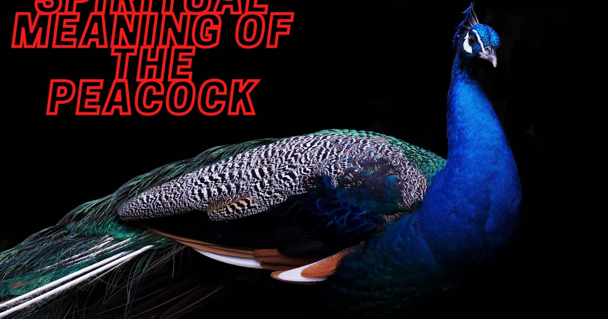 Spiritual Meaning Of The Peacock - Symbol For Power, Strength ...