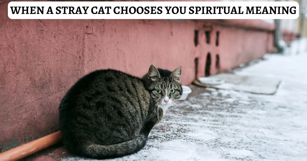 When A Stray Cat Chooses You Spiritual Meaning