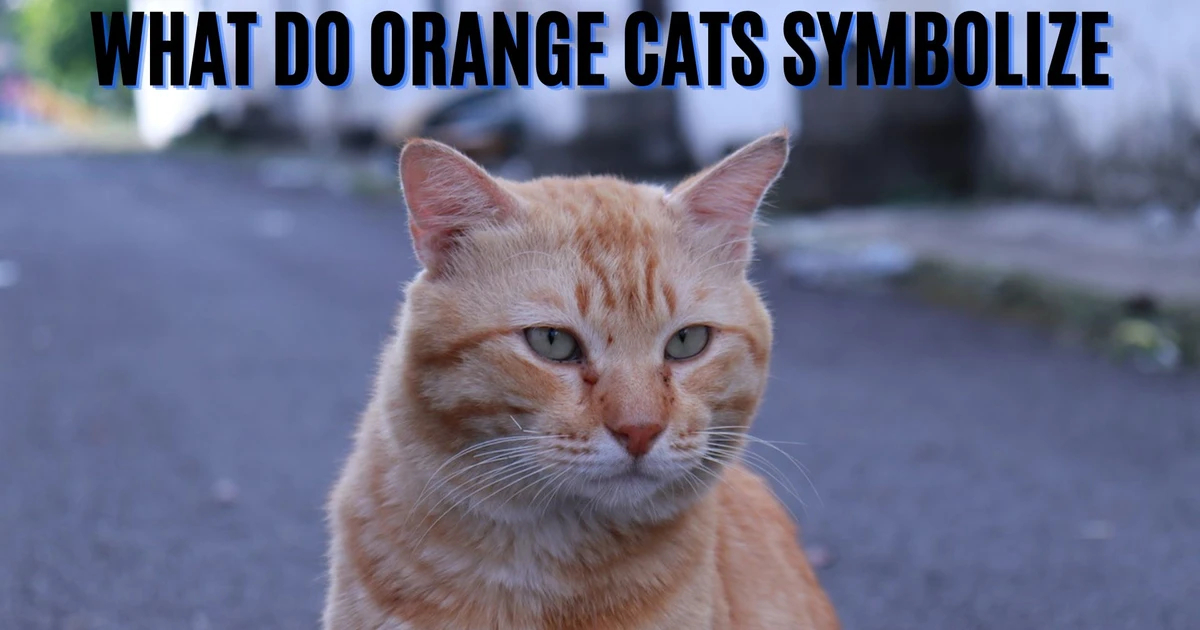What Do Orange Cats Symbolize? Sign Of Good Luck, Prosperity, And Wealth