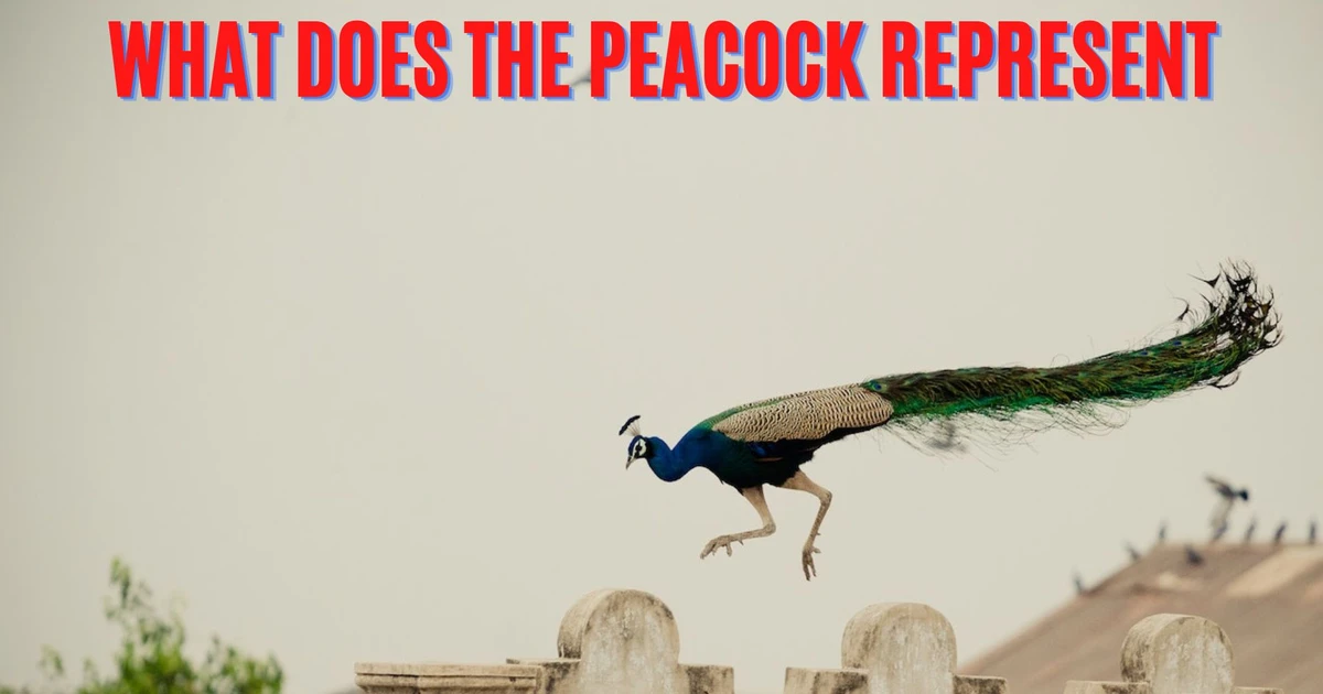 What Does The Peacock Represent? Symbol For Power, Strength, Confidence ...