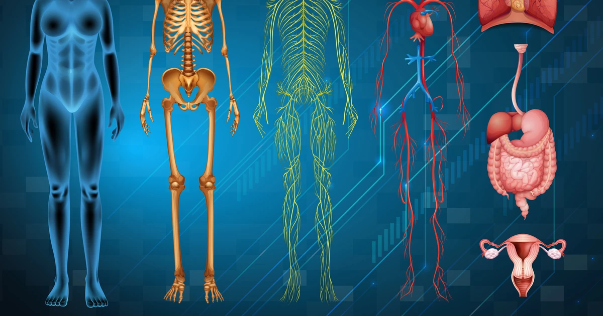 Surgical Anatomy - Understanding The Human Body For Surgical Procedures
