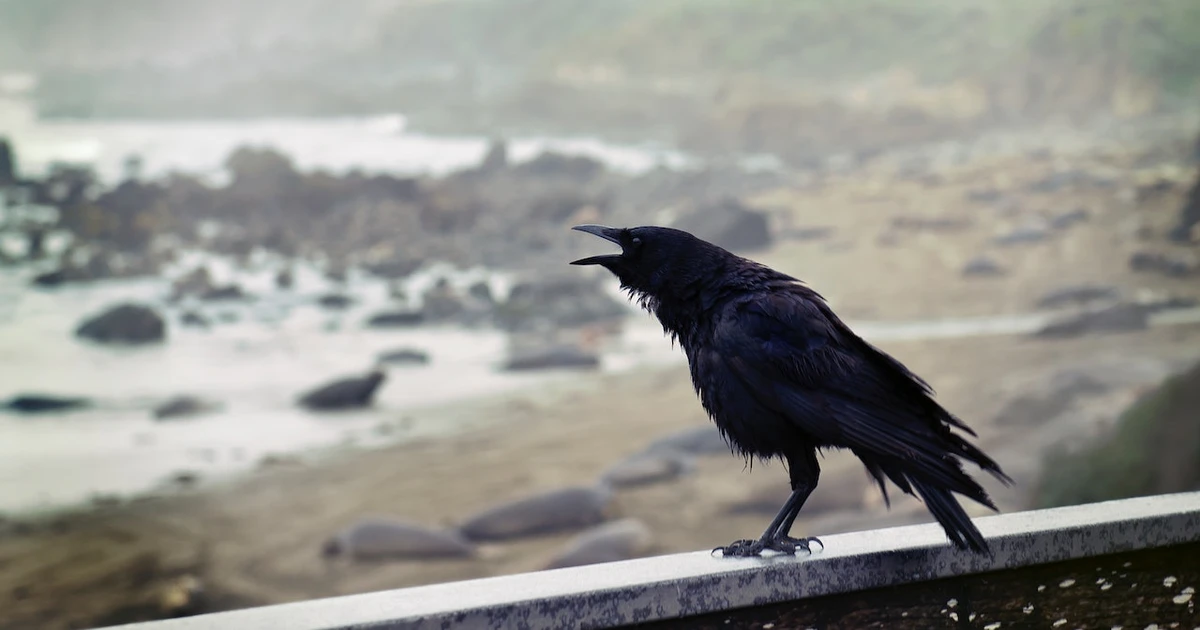 Spiritual Meaning Raven - A Symbol Of Wisdom And Transformation