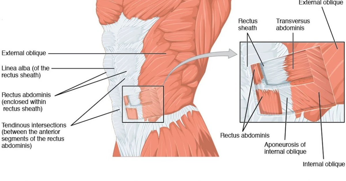 Hernia Surgery - The Clinical Anatomy Of The Abdominal Wall