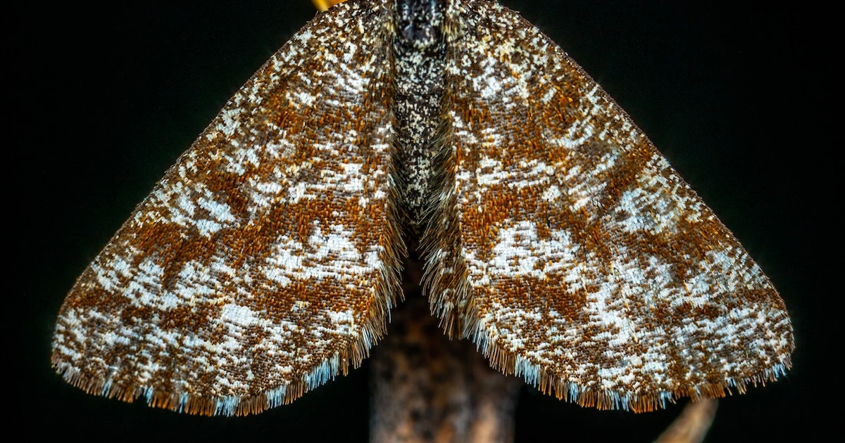 Symbolism Of The Moth In Literature And Art