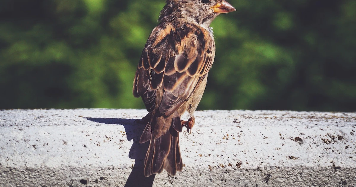 The Meaning Of A Sparrow - A Symbol Of Simplicity And Humility