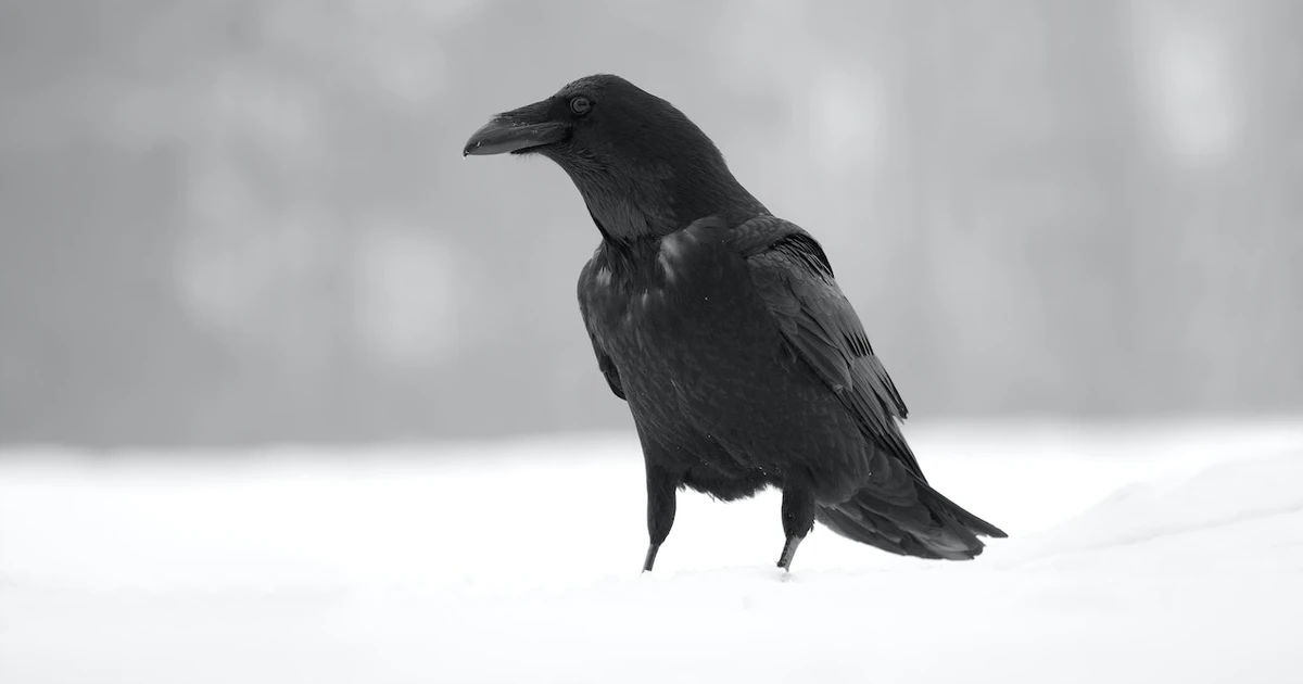 Raven Symbolic - Prophecy, Insight, Transformation, And Intelligence