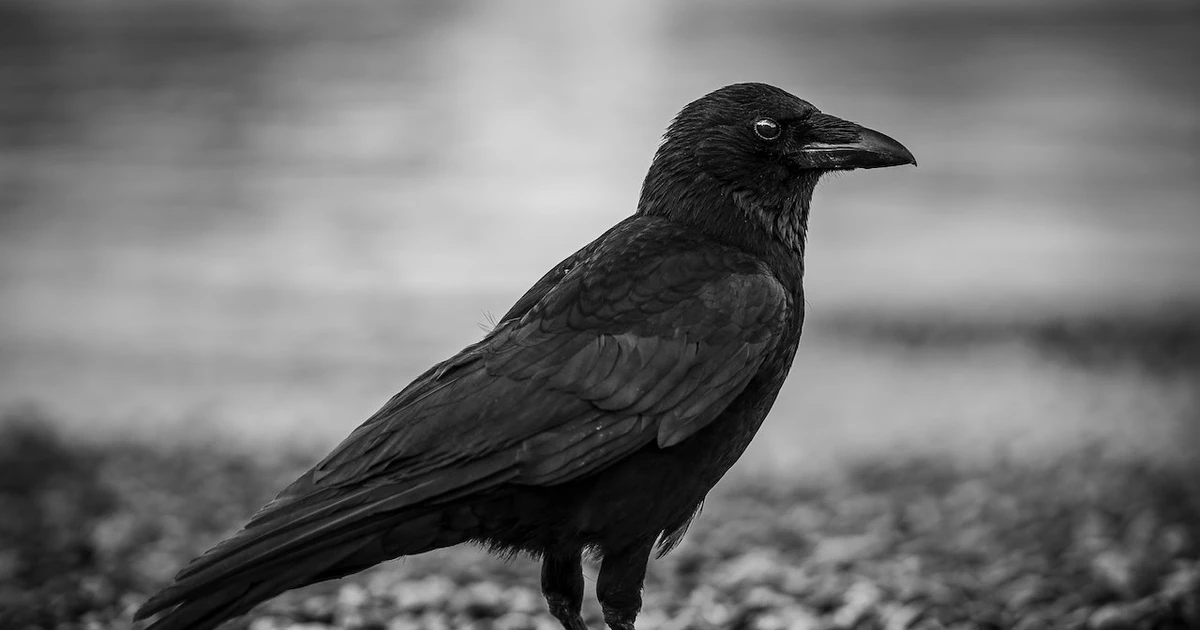 What Do Ravens Symbolize - A Look Into The Mythology