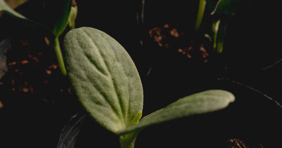 PhyB - Functions, Effects And Importance For Plant Growth