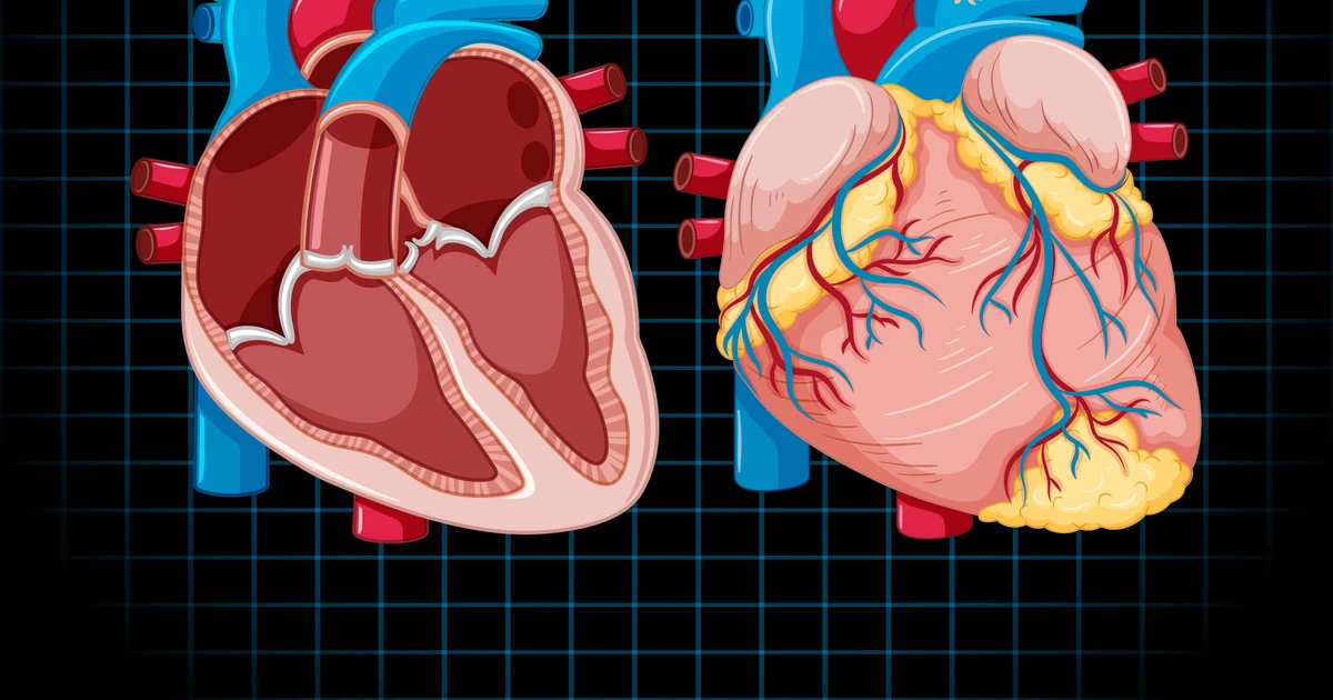 Role Of Left Atrium - How Does It Contribute In Heart Failure?