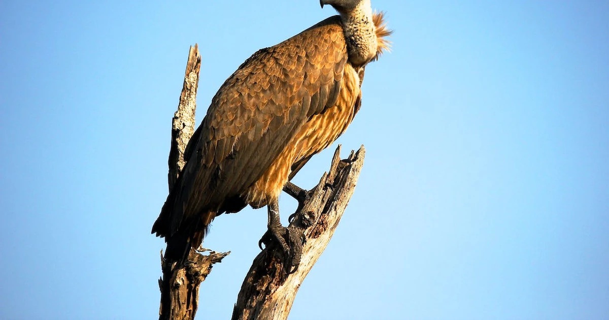 What Are Evil Birds In The Bible And Unravel The Secrets They Hold ...