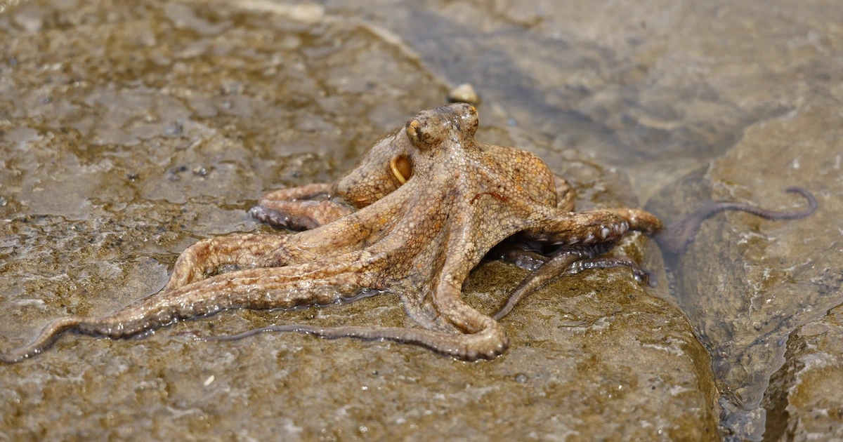 Octopus Spiritual Meaning Bible In Dream