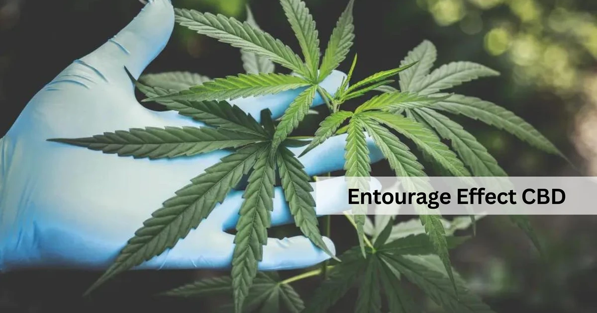 What Is The Entourage Effect CBD? [2024 Research Update]