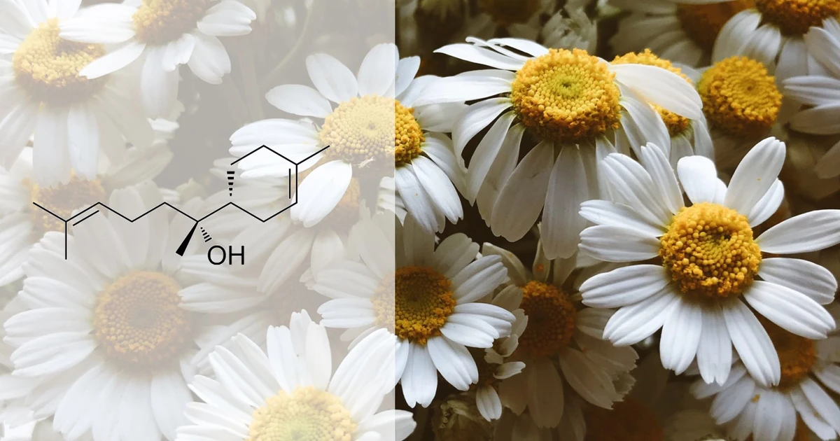 Alpha-Bisabolol Terpene Effects & Benefits