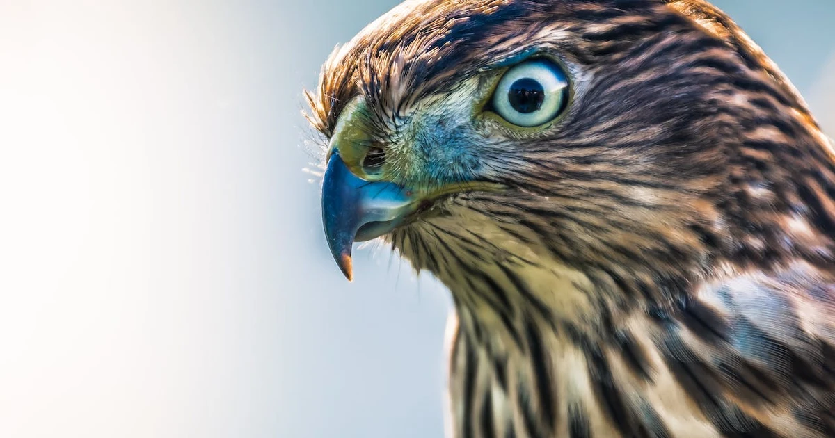 Hawk Symbolism, Symbol, Myth, Meaning And Omens