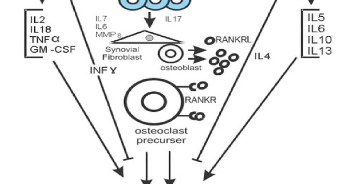The Interleukin-23/Interleukin-17 Axis And The Role Of Treg/Th17 Cells ...