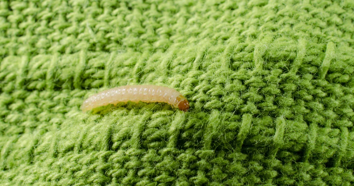 How To Get Rid Of Moth Larvae? Everything You Need To Know!