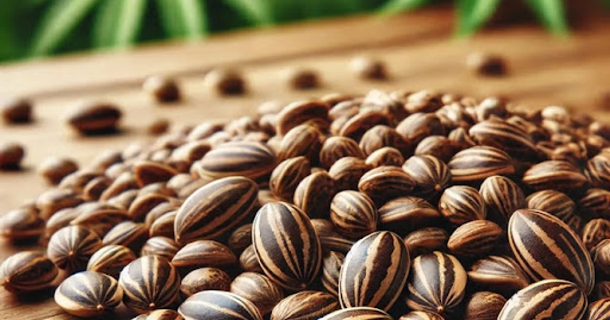 The Ultimate Guide To Storing Cannabis Seeds: Keep Your Genetics Fresh ...